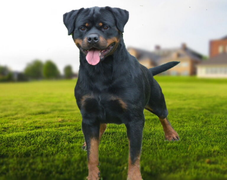 Rottweiler Rescue, Breeders for Sale in Washington : King Rottweilers